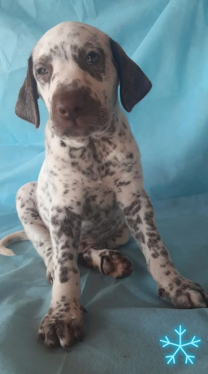 "dalmata femea" - Cachorros no Brasil