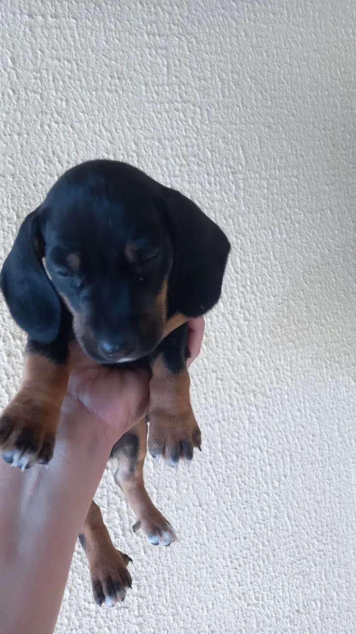 "cachorro cofap" - Cachorros no Brasil