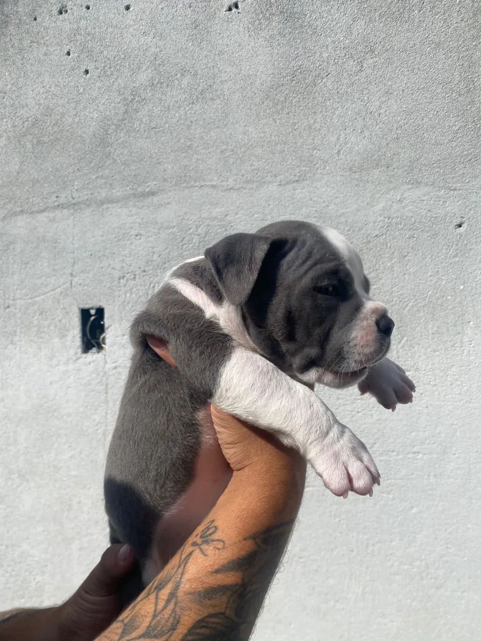 American Bully Pocket e micro - Cachorros - Santa Margarida I (Tamoios ...