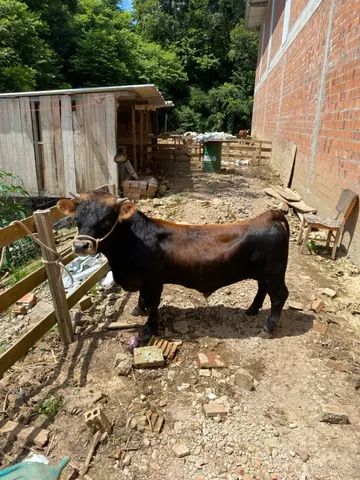 "mini touro" no Brasil