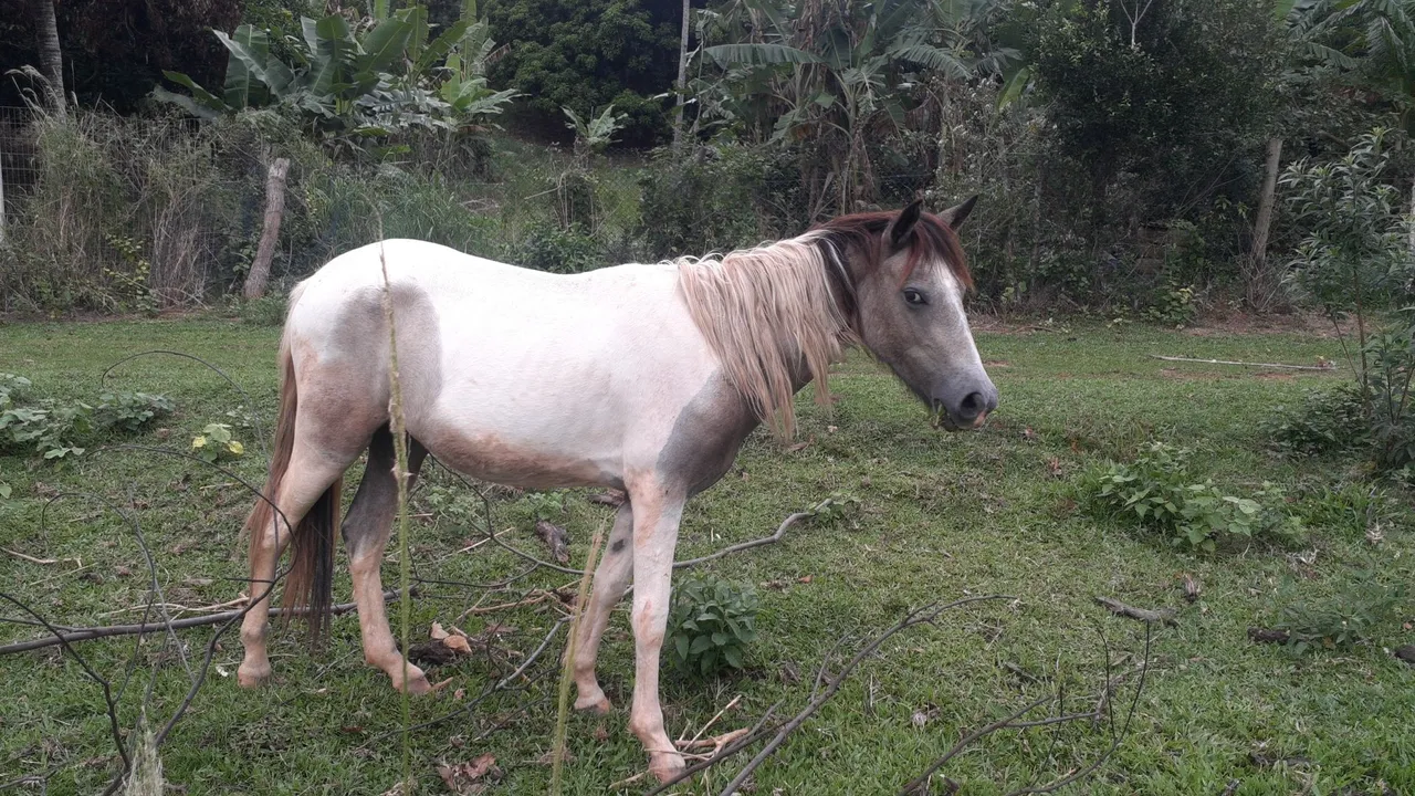 "potros e potras" no Brasil