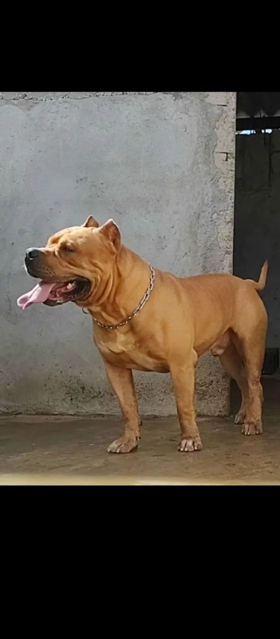 Vende-se Filhotão de Pit Monster com Pedigree - Cachorros - Jardim ...