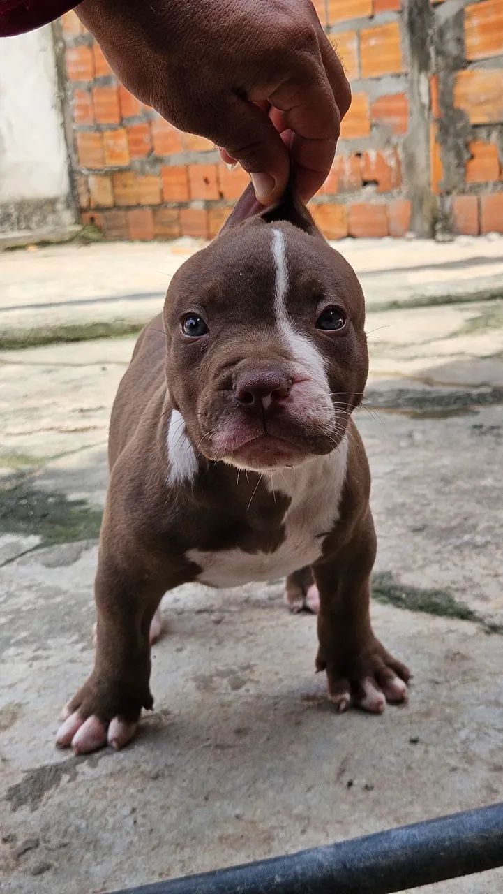 Filhote de pit monster - Cachorros - Santa Maria do Pará 1466011343 | OLX