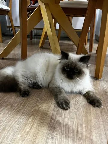 "persa himalaio" no Brasil