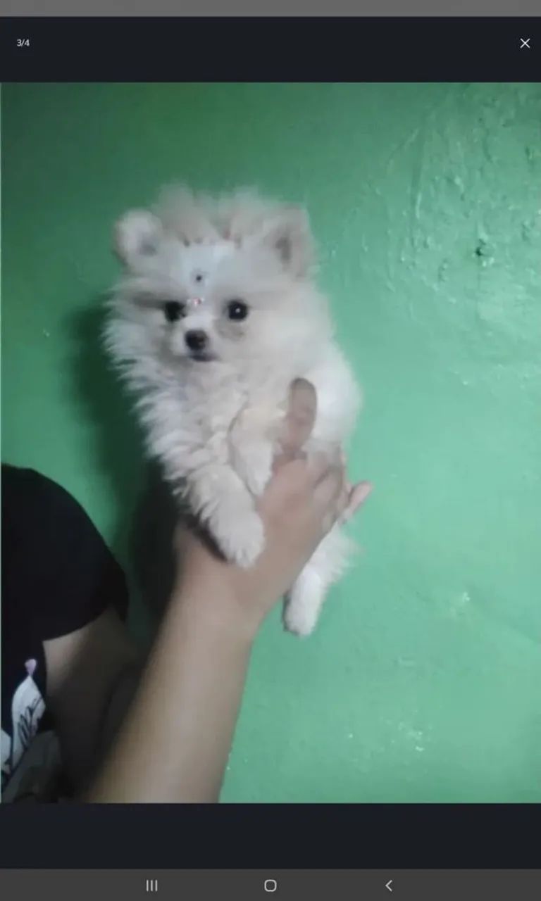 Filhote Mini Spitz Alemão fêmea lulu da POMERÂNIA miniatura - Cachorros - Cidade Nova, Manaus ...