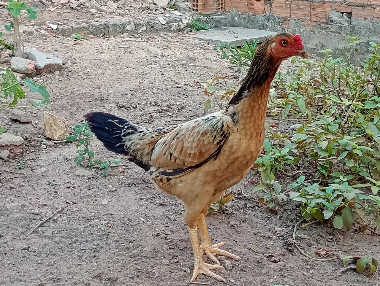 "galinha galize" no Brasil