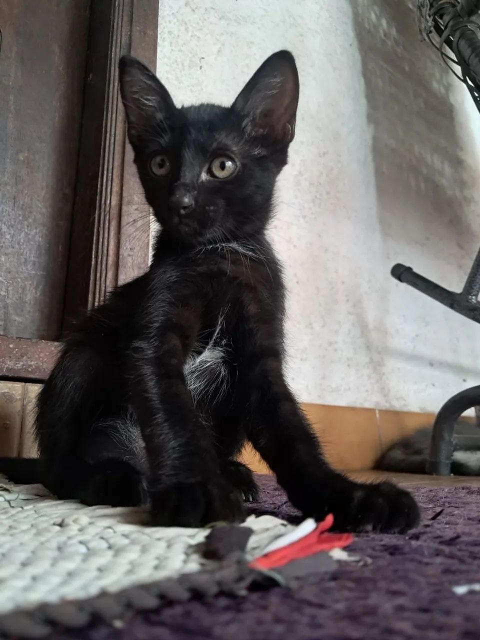 Bolinhas de pelo para adoção - Gatos - Cidade Nova, Ananindeua ...