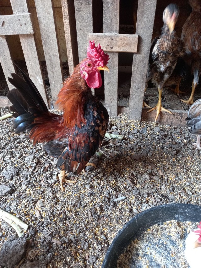 Mini garnizes | +42 anúncios na OLX Brasil