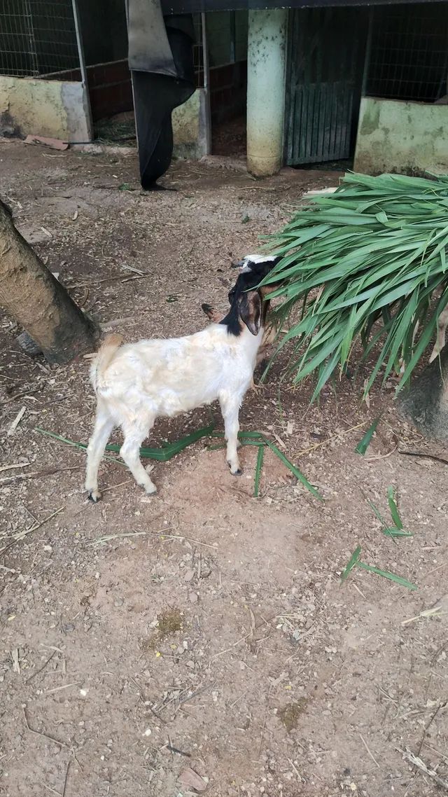 "cabrito boer" no Brasil