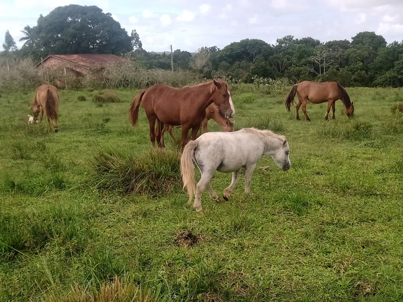 "mini ponei" no Brasil