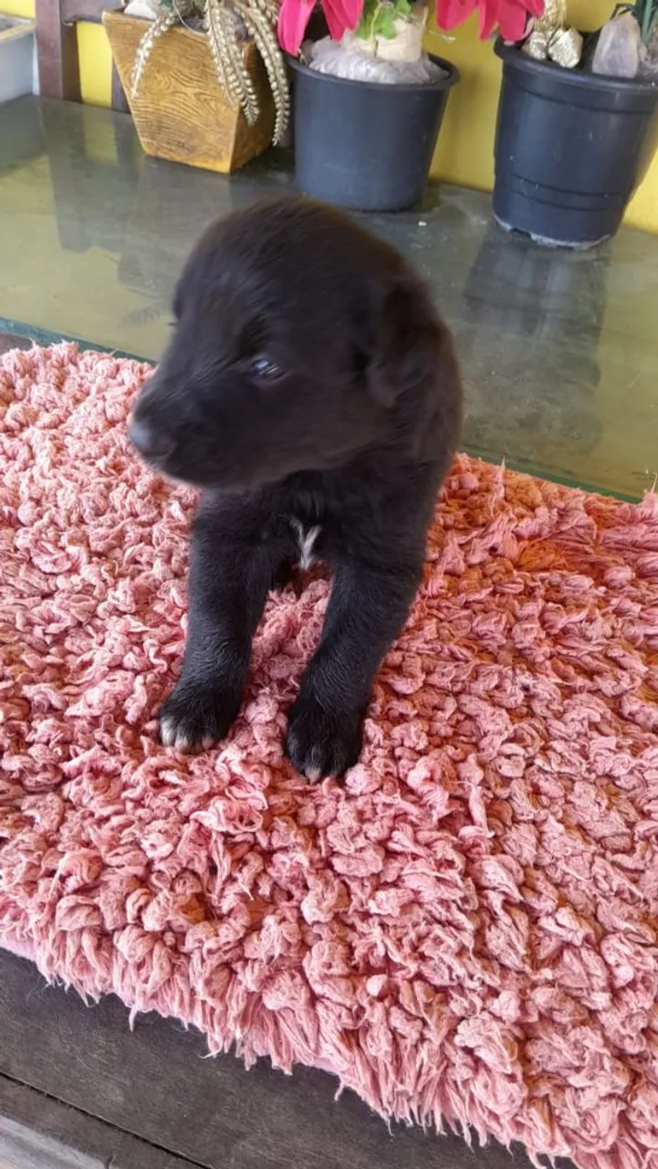 "bode filhote" no Brasil