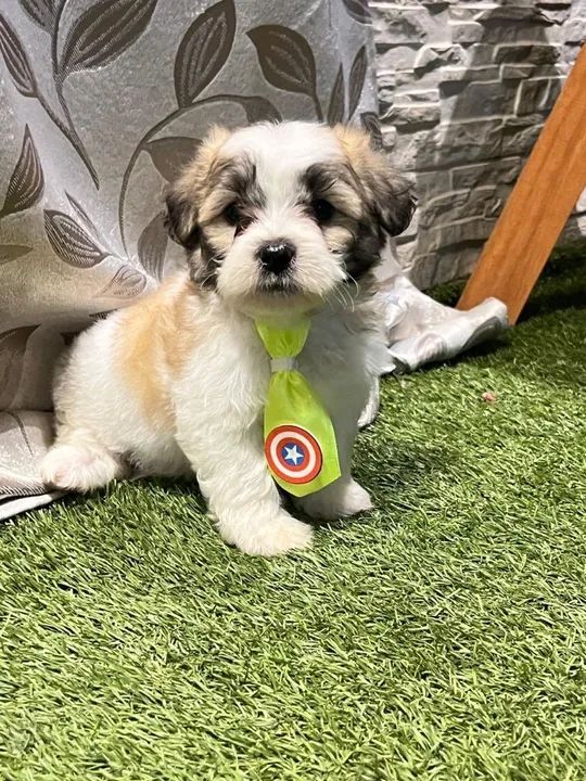 "mini lhasa apso" no Brasil