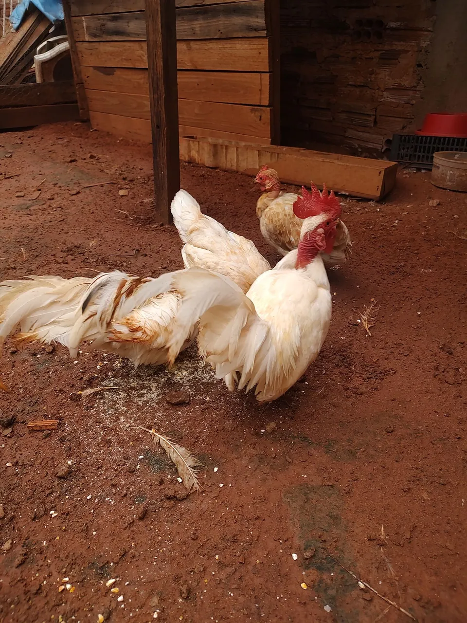 "galinha galize" no Brasil