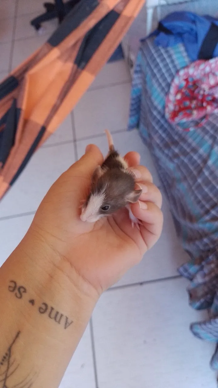 "rato twister venda" - Roedores no Brasil