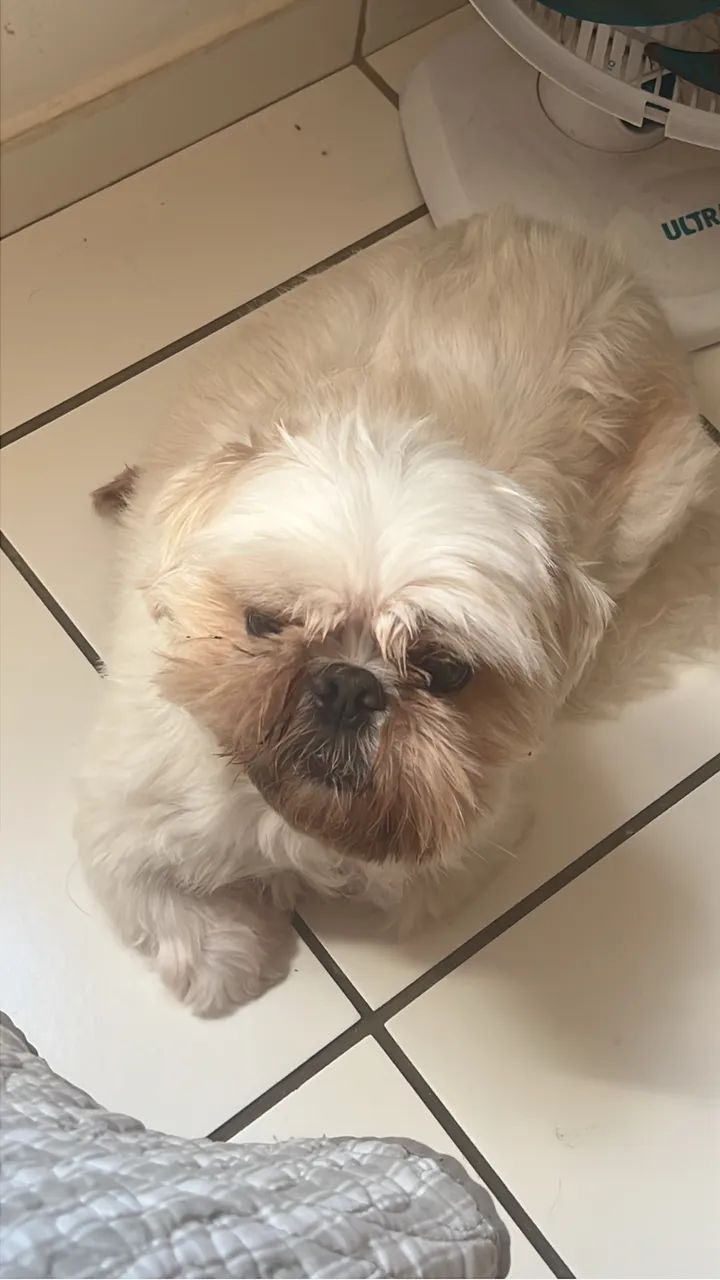 doando - Cachorros - Vale Quem Tem, Teresina 1446944884 | OLX