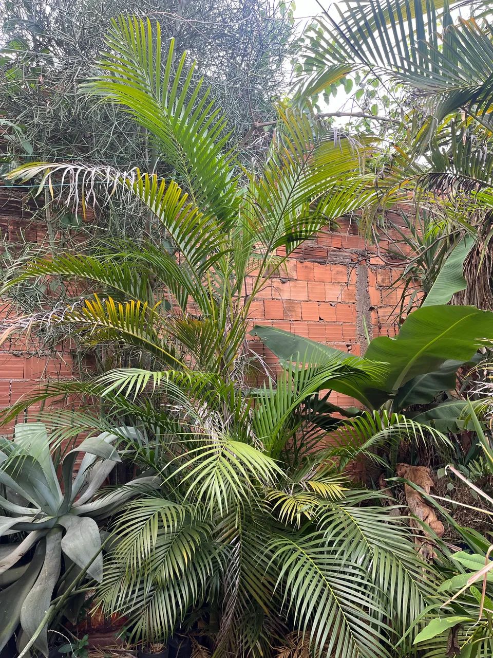 Areca bambu adulto plantas adultas - Jardinagem e Plantas - Jardim Novo ...