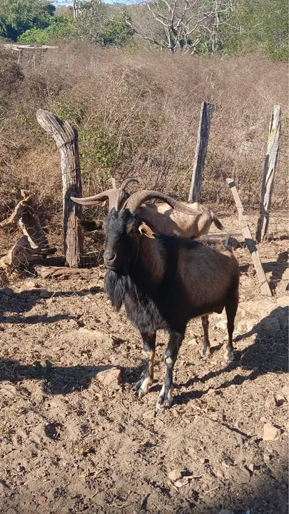 "cabra saanen" no Brasil