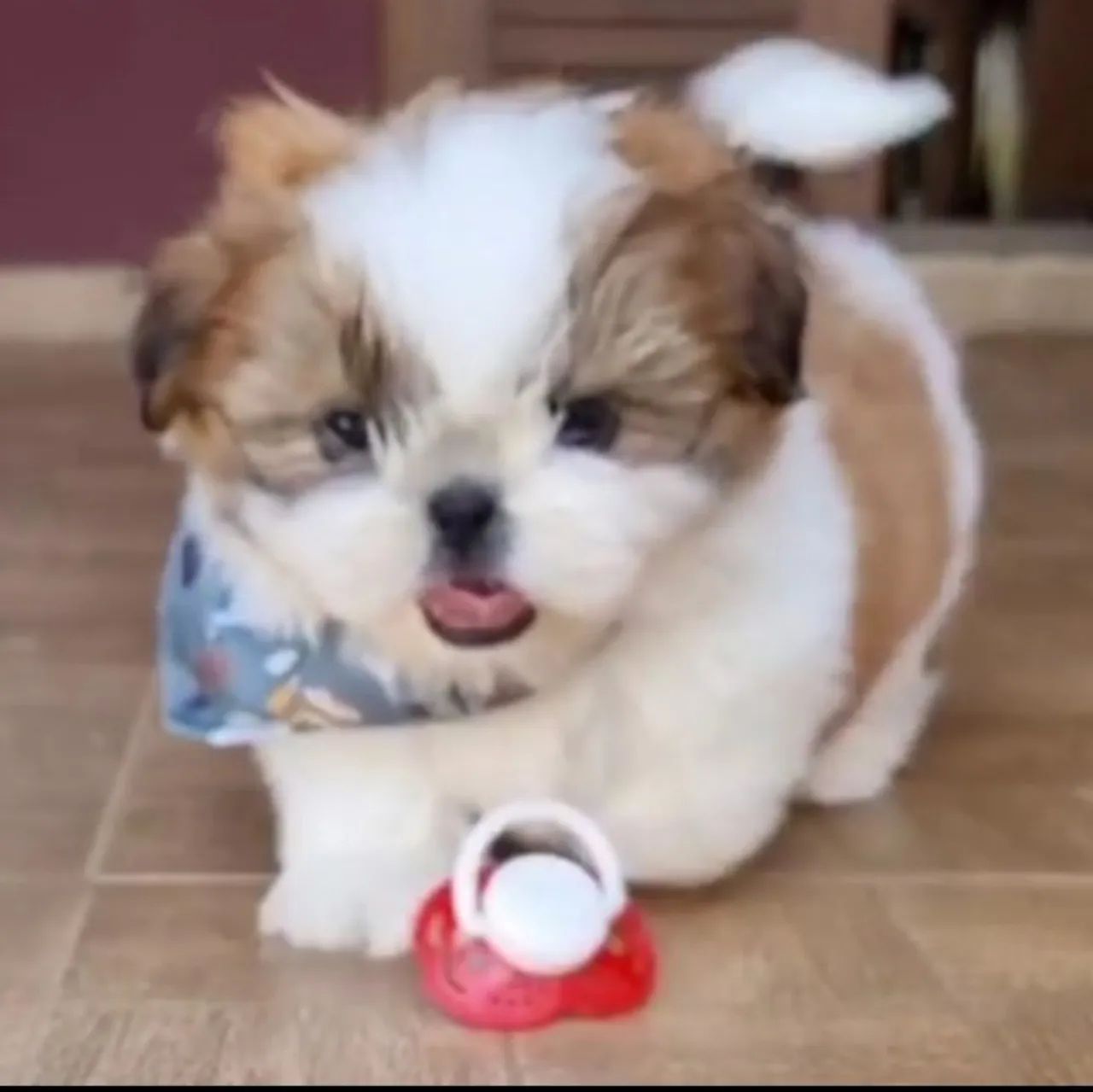 Shitzu mini lindos filhotes com garantia e kit - Cachorros - Ponte Alta ...