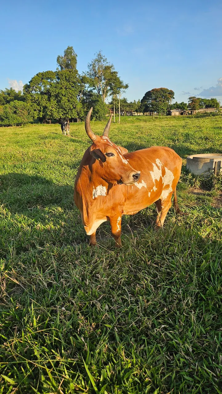 "mini vaca" - Animais para agropecuária no Brasil