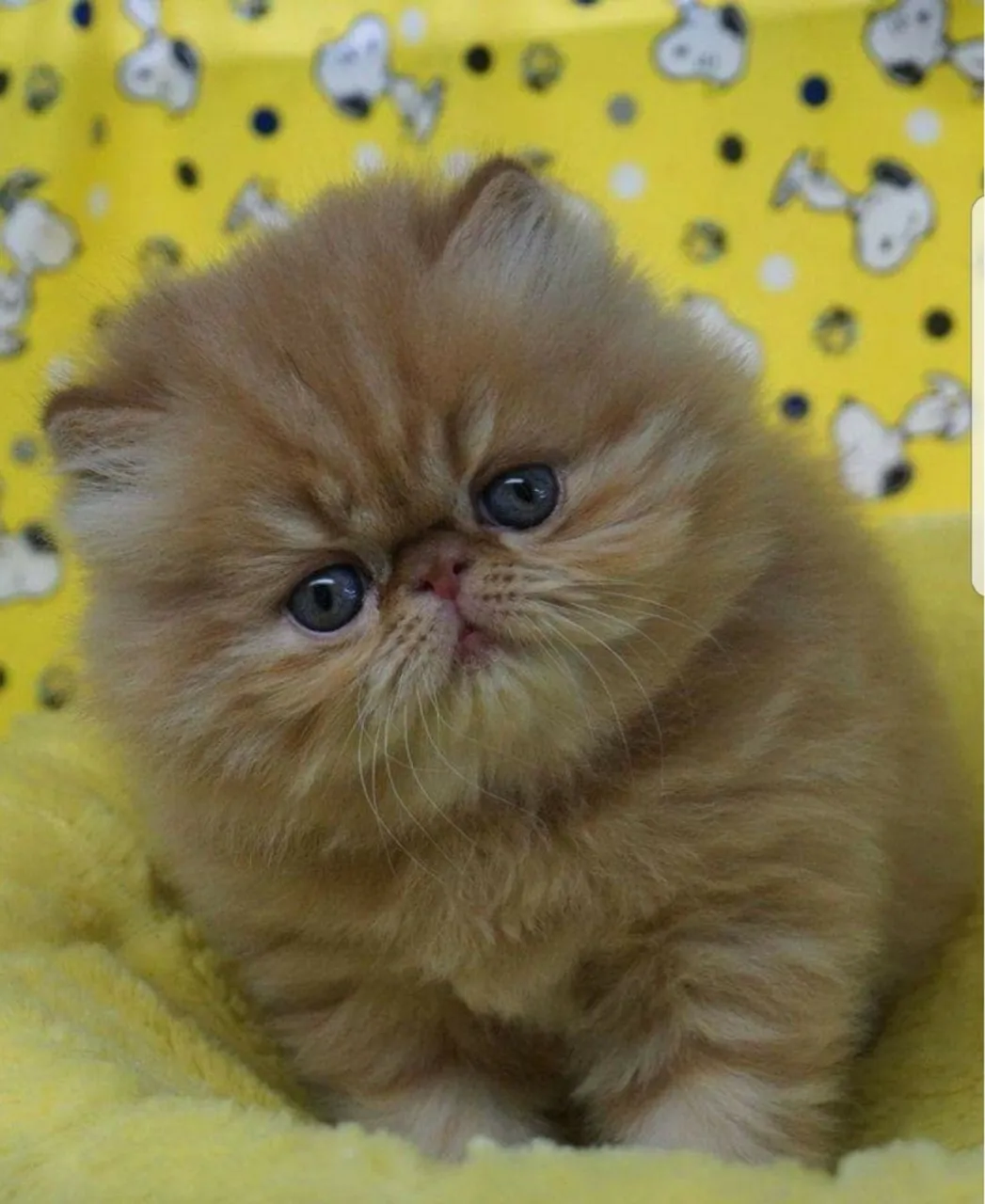 "gato laranja" - Gatos no Brasil