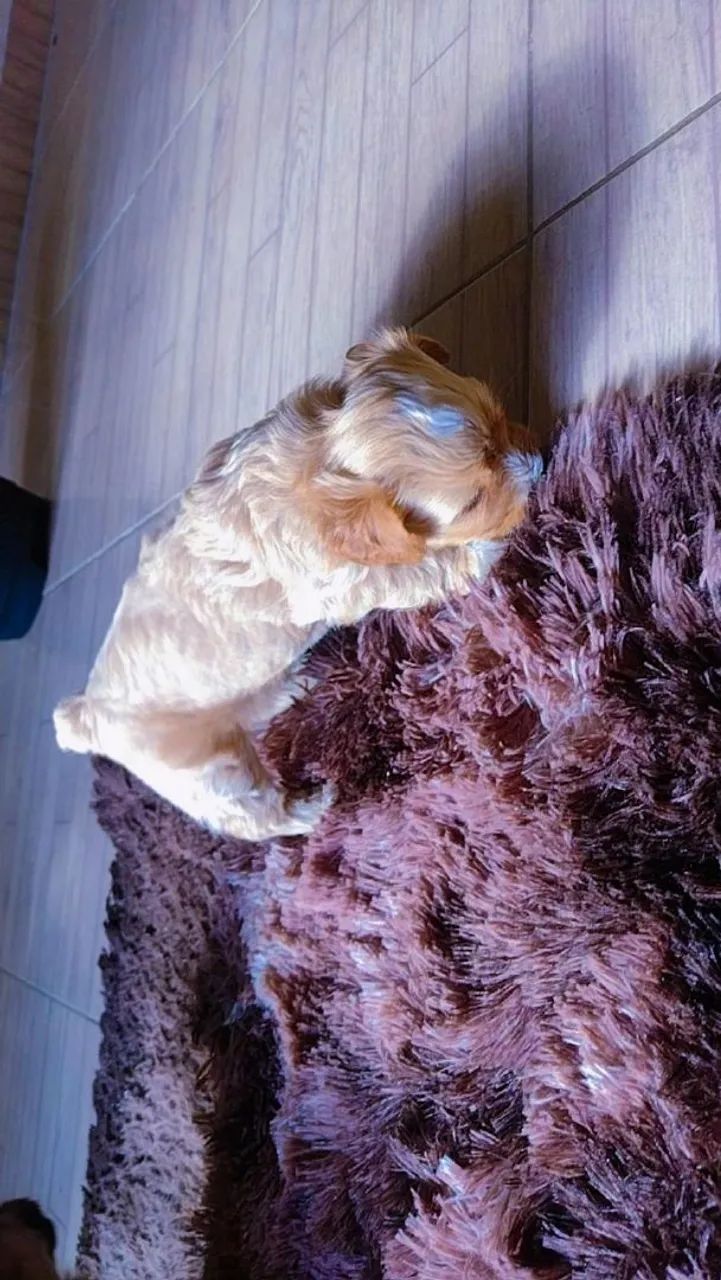 Cachorro poodle - Cachorros - Boa Esperança, Parnamirim 1469781201 | OLX