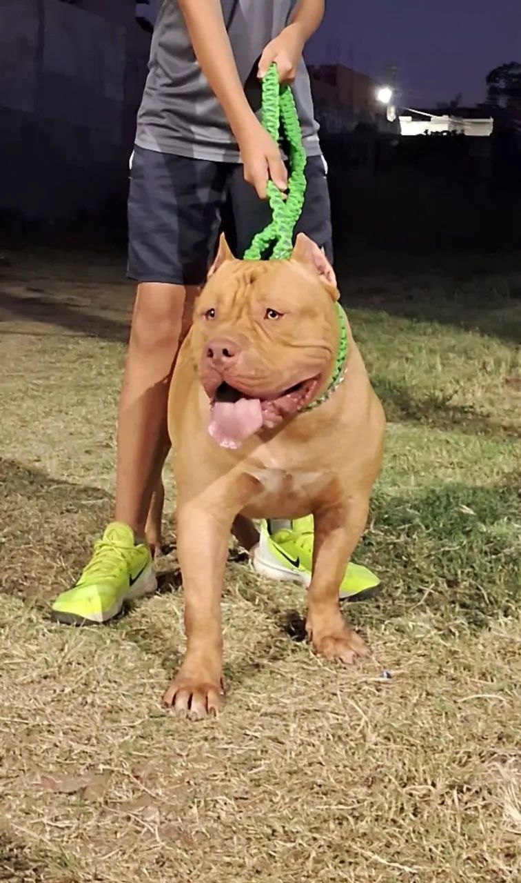 Filhote de pit monster - Cachorros - Santa Maria do Pará 1466011343 | OLX