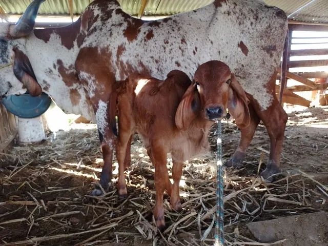"vacas de cria" no Brasil