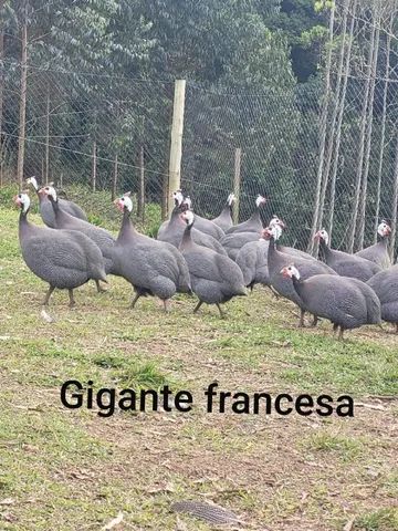 "galinha coca" no Brasil