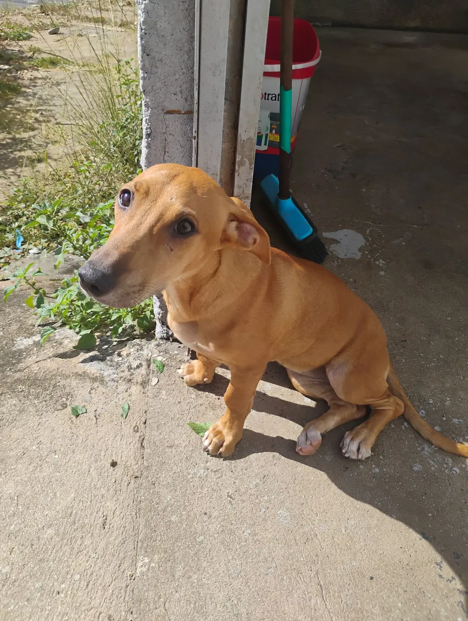 "cachorro caramelo" - Cachorros no Brasil