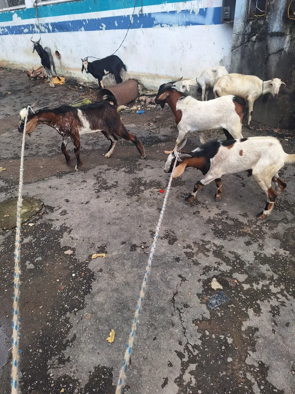 "bodes e cabras" no Brasil