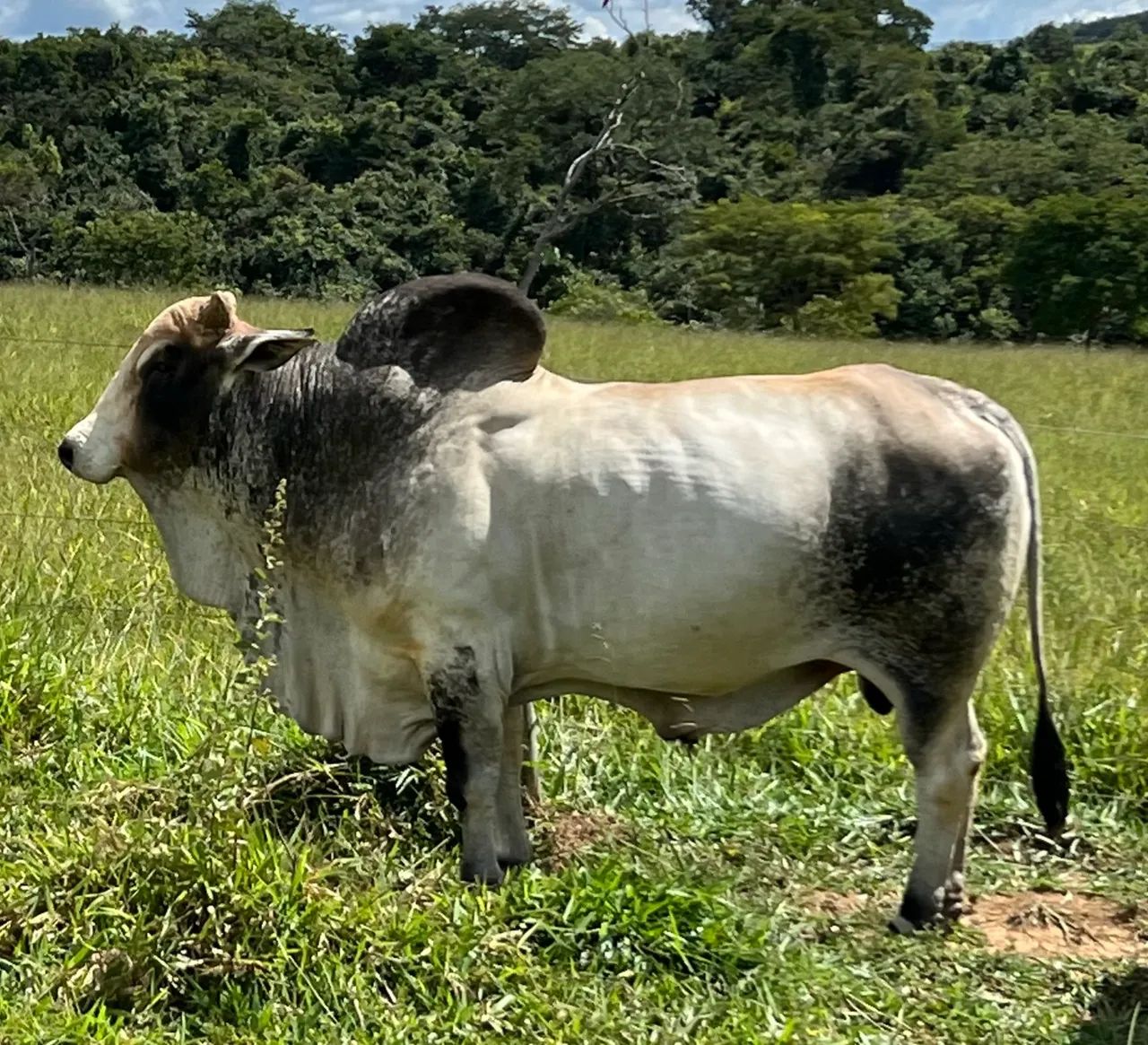 TOURO NELORE CEIP 4 ANOS - Animais para agropecuária - Núcleo ...