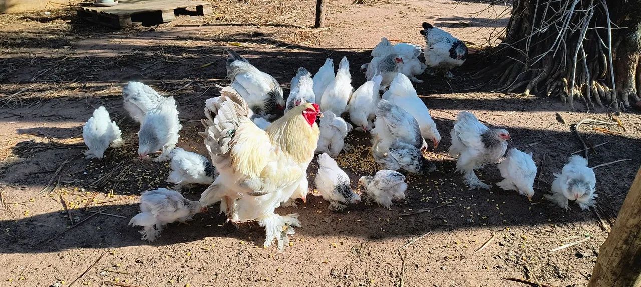 Frangos e Frangas Brahma light ( Puro Sangue) - Animais para ...