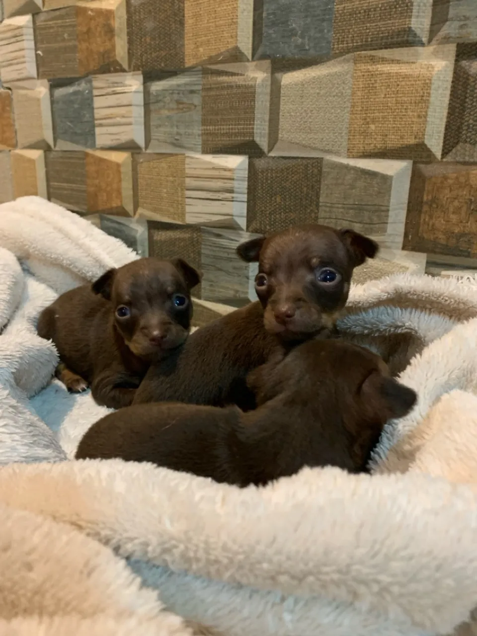 "pinscher 0" - Cachorros no Brasil