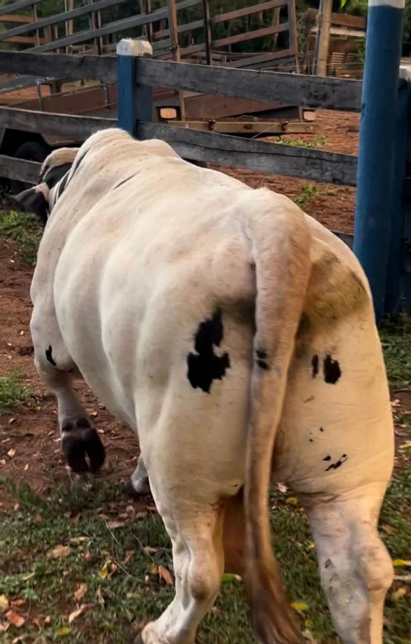 Família de Mini Touro Holandês, com mini vaquinha tipo caixinha de ...