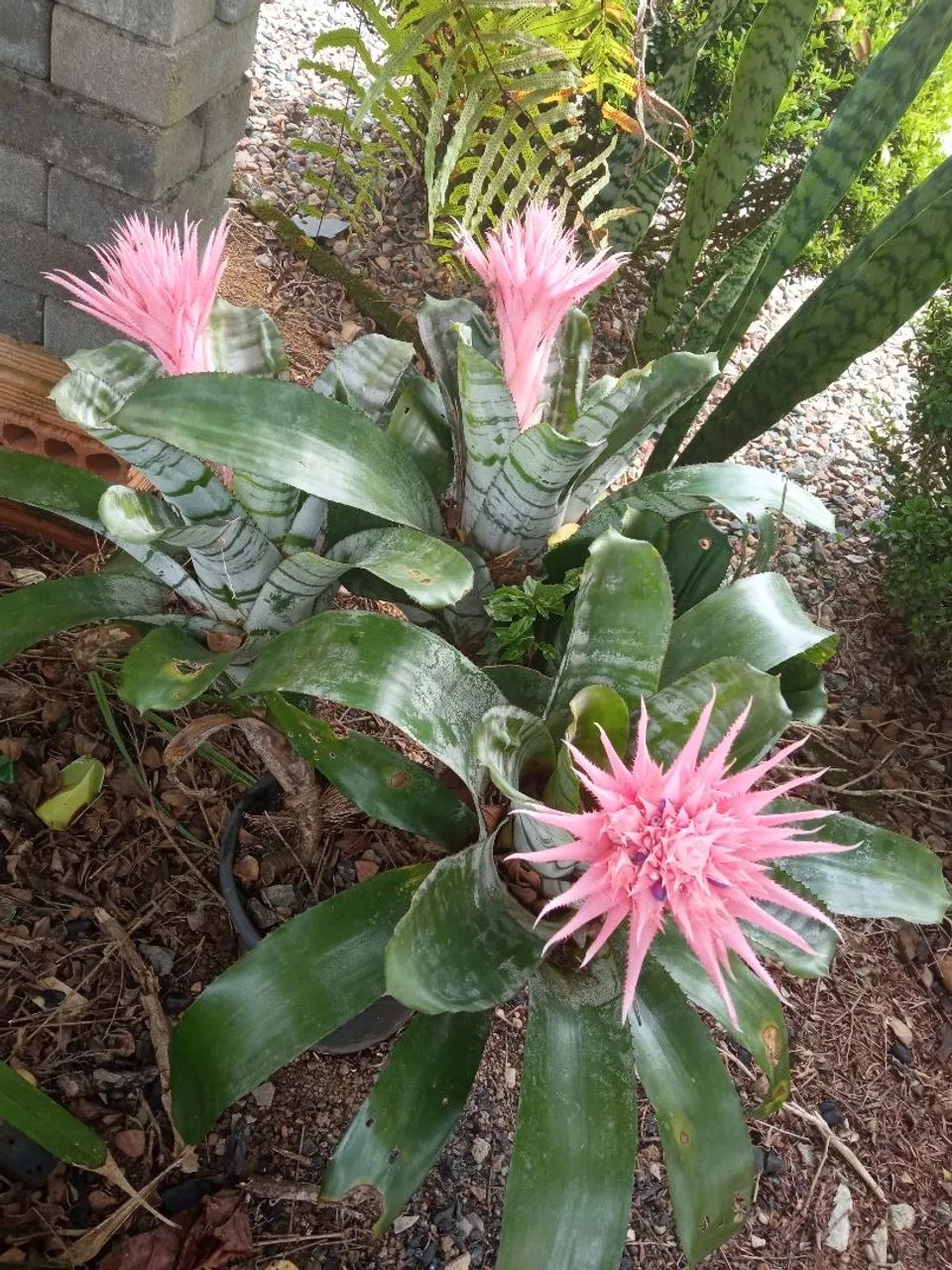 Bromélia fasciata - Jardinagem e Plantas - Pirabeiraba (Pirabeiraba ...