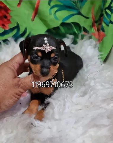 "pinscher micro zero" no Brasil