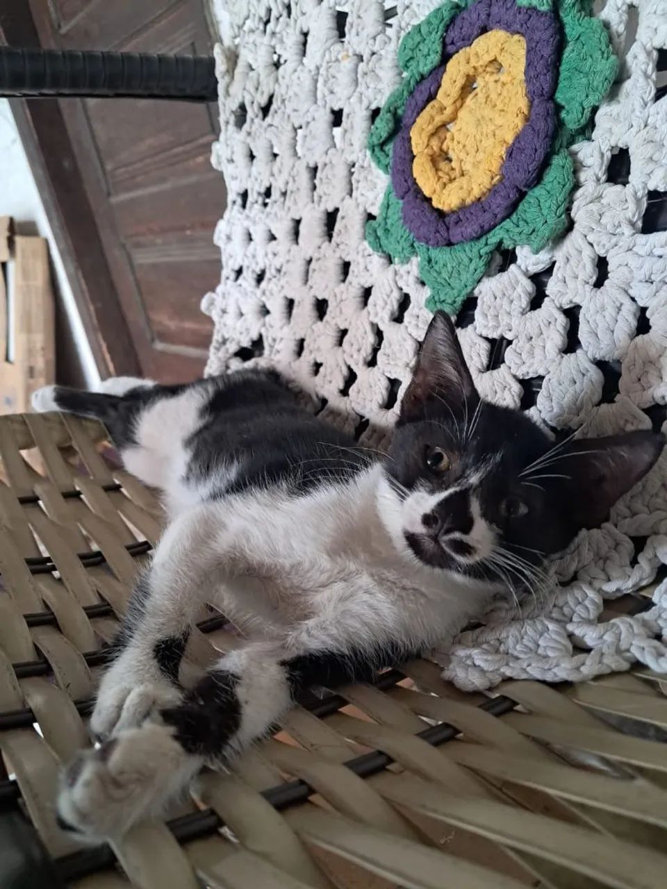 Bolinhas de pelo para adoção - Gatos - Cidade Nova, Ananindeua ...