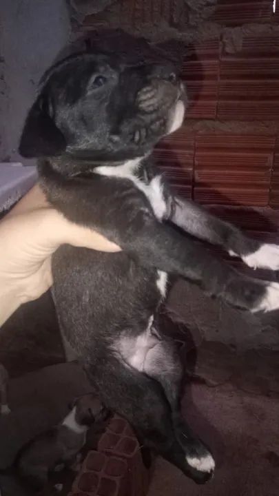 "pit monster" no Brasil