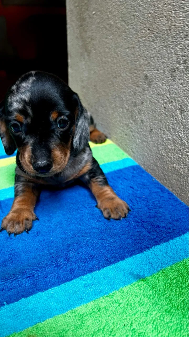 "cachorro cofap" - Cachorros no Brasil