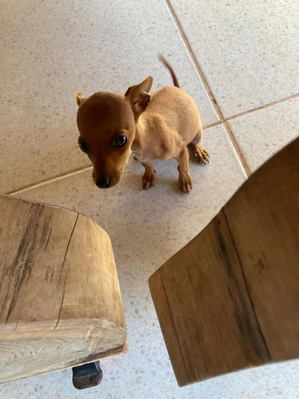 Pincher femia zero com 1 canelinha seca - Cachorros - Floresta, Porto ...