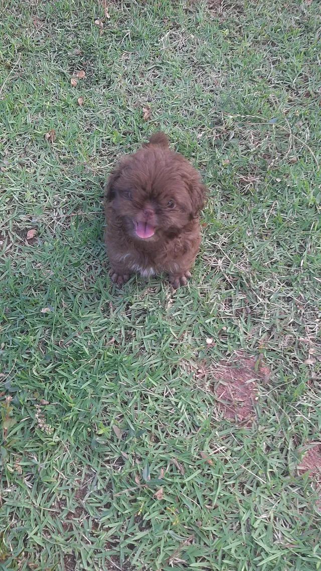 "shitzu olhos verdes" no Brasil