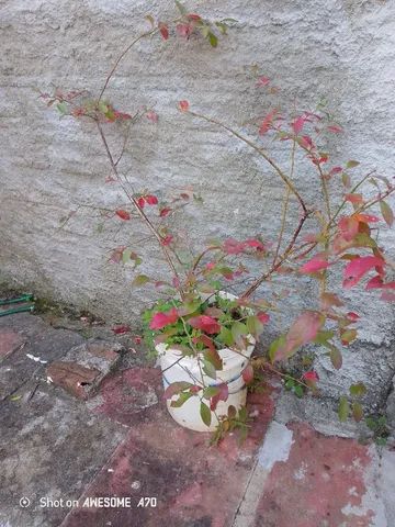 "blueberry" no Brasil