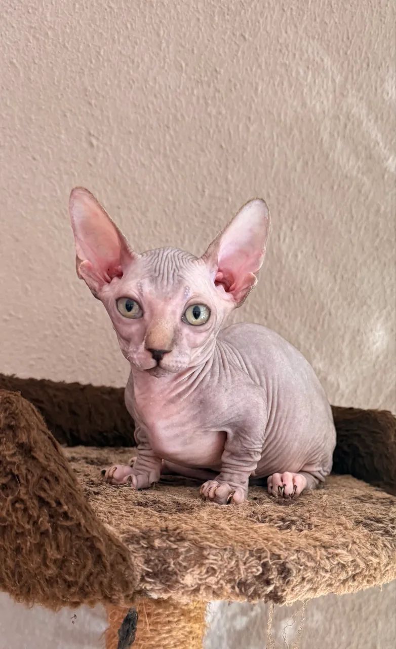 Filhote Sphynx Bambino - Gatos - Setor Habitacional Vicente Pires ...