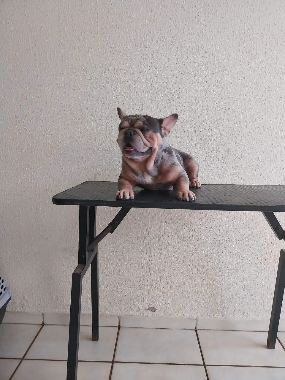 Bulldog francês exótico Blue tan merly pra cruza - Cachorros - Jardim ...