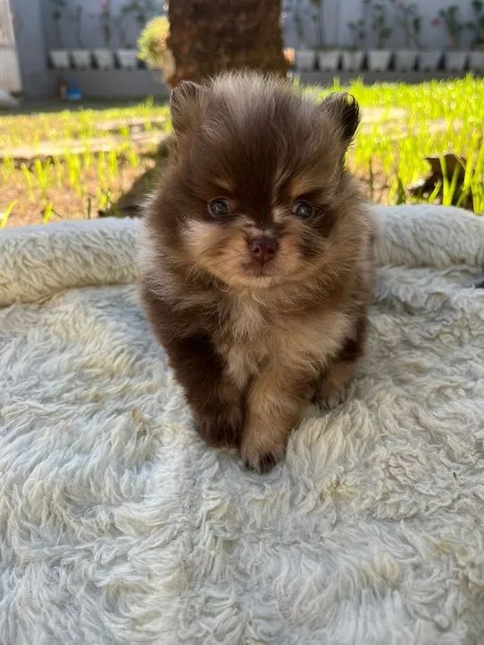 "spitz merle" no Brasil