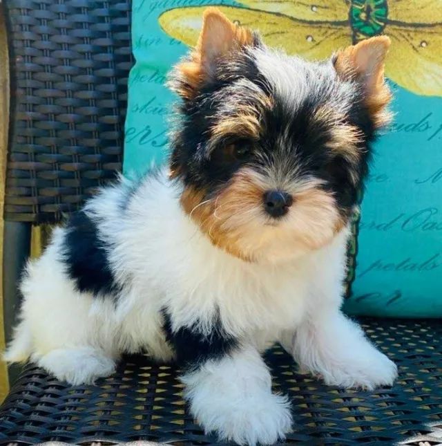 Mini Macho Biewer Terrier - Entrega com Kit Filhote - Cachorros ...