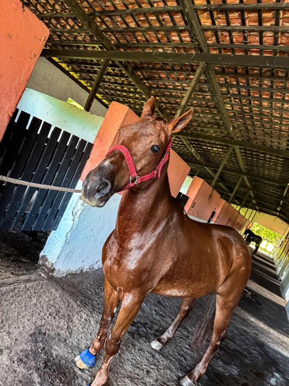 Cavalos em Pernambuco