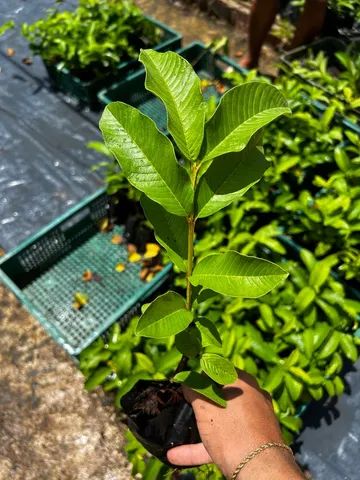 "pe de goiaba" no Brasil
