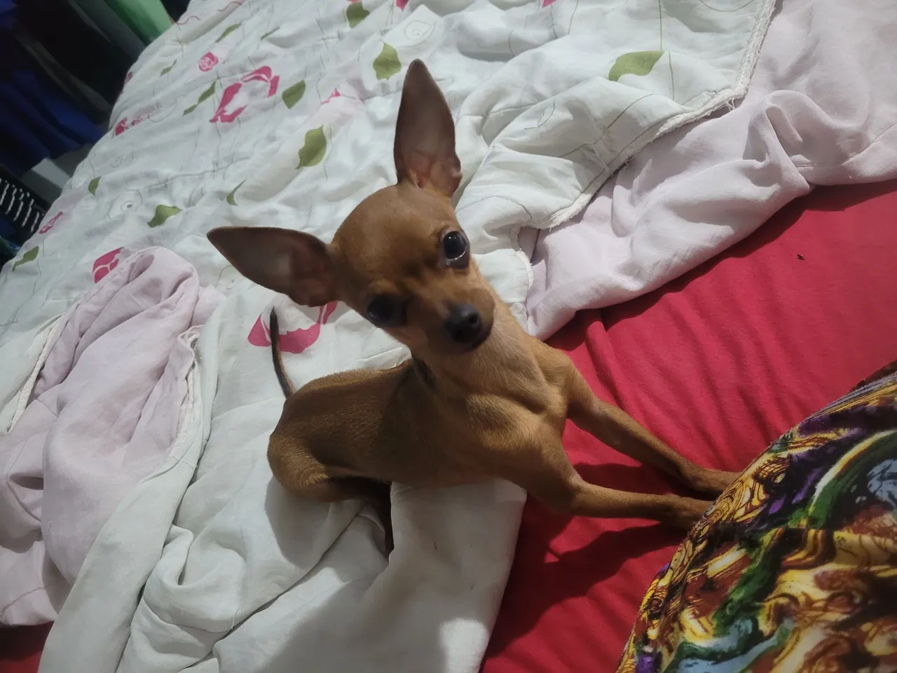 "pinscher 0" - Cachorros no Brasil