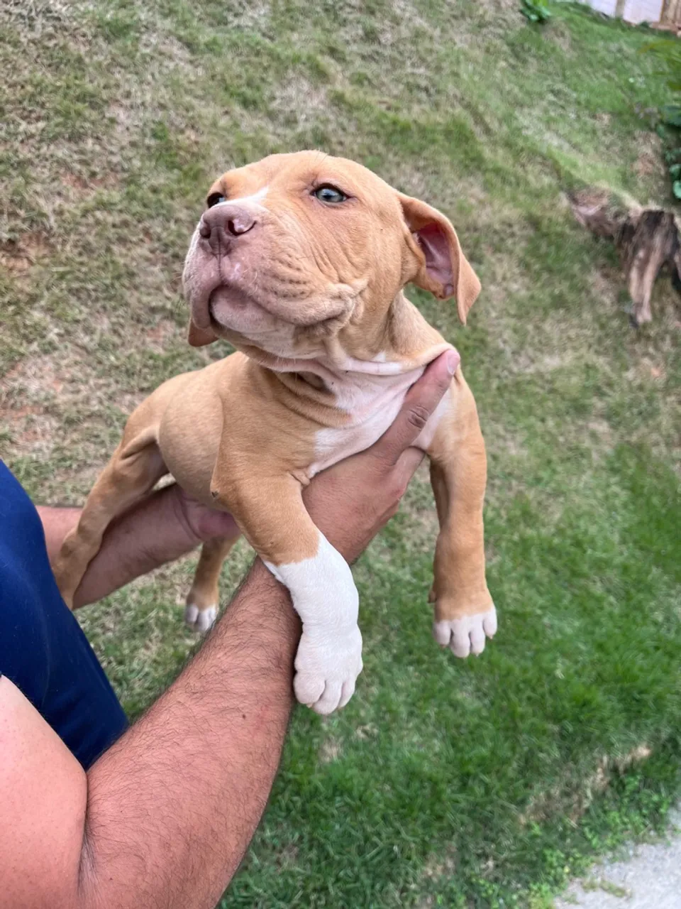 "cachorros pit monster" - Cachorros no Brasil